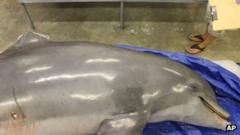 US Gulf Coast dolphin mutilations investigated - BBC News