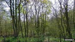 Falkirk considers Carron Dams Local Nature Reserve plan - BBC News