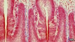 Why taste is all in the senses - BBC News