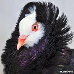 Pigeon DNA gives up fancy secrets - BBC News