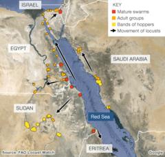 Eating locusts: The crunchy, kosher snack taking Israel by swarm - BBC News