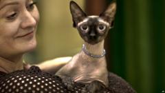 International cat beauty contest held in Romania - BBC Newsround