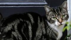 Pet poll reveals owners' devotion - BBC News