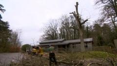 'Hitler's oak' at How Hill in Ludham cut back - BBC News