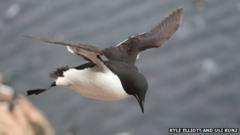 Puzzle of why penguin cannot fly 'solved' - BBC News