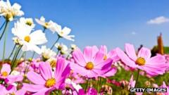 Late spring: 10 consequences of the late spring - BBC News