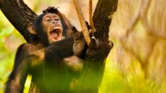 Chimpanzee language: Communication gestures translated - BBC News