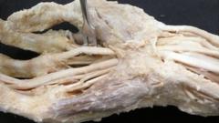 The living dead: new embalming method aids surgical training - BBC News