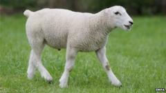 Gotham attack victim lamb wears a hat to help his recovery - BBC News