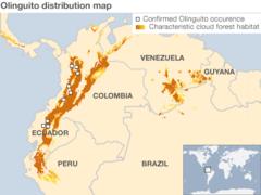 Olinguito: 'Overlooked' mammal carnivore is major discovery - BBC News