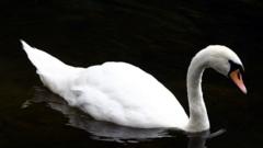 St Ives: Man builds raft to save 'unluckiest' swan and eggs - BBC News