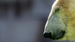 Bear necessities: 10 Scottish facts about bears - BBC News