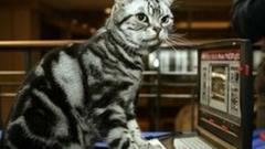 Dell users: Latitude 6430u laptops 'smell of cat urine' - BBC News