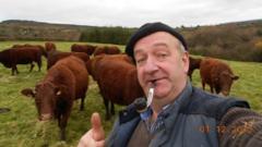 Geep: Rare 'goat-sheep' born on Irish farm - BBC News