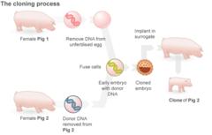China cloning on an 'industrial scale' - BBC News