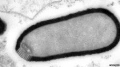 30,000-year-old giant virus 'comes back to life' - BBC News
