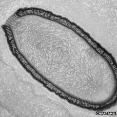 30,000-year-old giant virus 'comes back to life' - BBC News