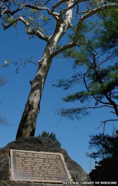 DNA fingerprint for Hippocrates' legendary tree - BBC News