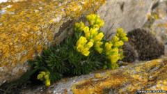Bid to save Gower's unique yellow whitlowgrass - BBC News