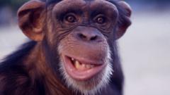 Murder 'comes naturally' to chimpanzees - BBC News