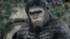 Murder 'comes naturally' to chimpanzees - BBC News