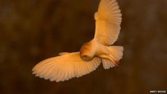 Andy Rouse captures tiger cub photos in Indian heat - BBC News