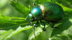 Conservation concern for UK insects - BBC News