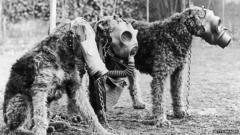 Canine constabulary: Scotland's first police dogs - BBC News