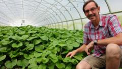 Wasabi: Why invest in 'the hardest plant to grow'? - BBC News