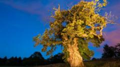The Allerton Oak: Legends of Liverpool's 1,000-year-old tree - BBC News