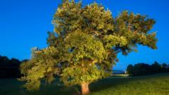 Scottish Tree of the Year finalists announced - BBC News