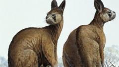 Most kangaroos are 'left-handed' - BBC News