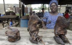 Ebola: Is bushmeat behind the outbreak? - BBC News