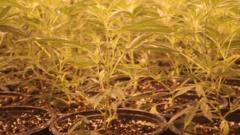 Where in the world can you legally smoke cannabis? - BBC News