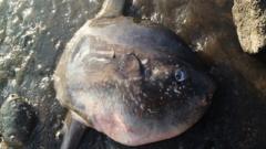 Tropical sunfish spotted in Highland waters - BBC News