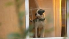 Dog attacks on postal workers fall by 10% - Royal Mail - BBC News