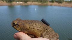 Australian study says fences could halt cane toad menace - BBC News