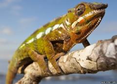 Chameleon colours 'switched by crystals' - BBC News