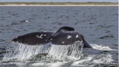 Gray whale makes record migration across North Pacific - BBC News
