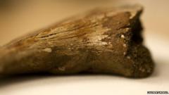 'Blood cells' found in dino fossils - BBC News