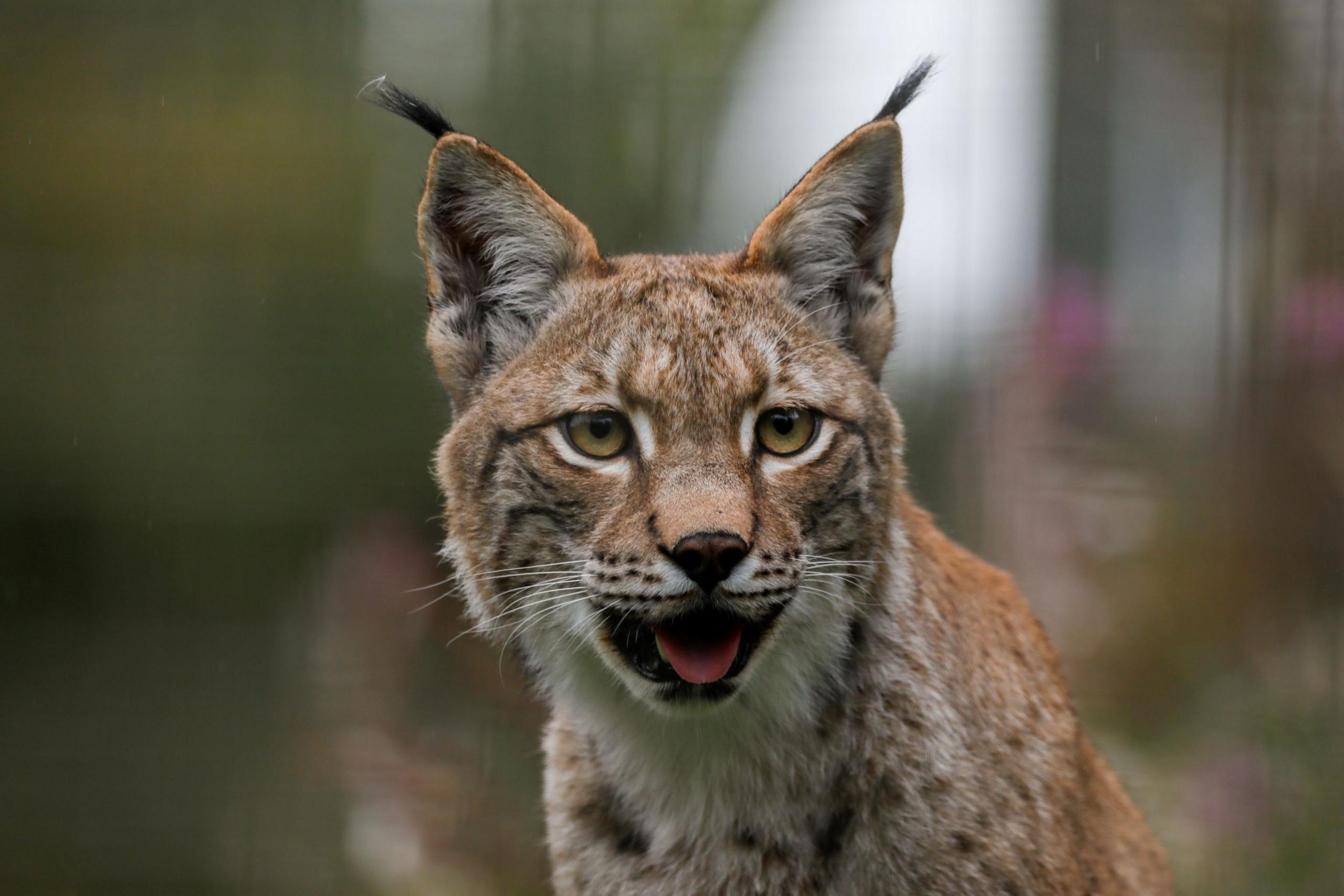 Lynx left to starve now living happy, enriched lives, says park - BBC News
