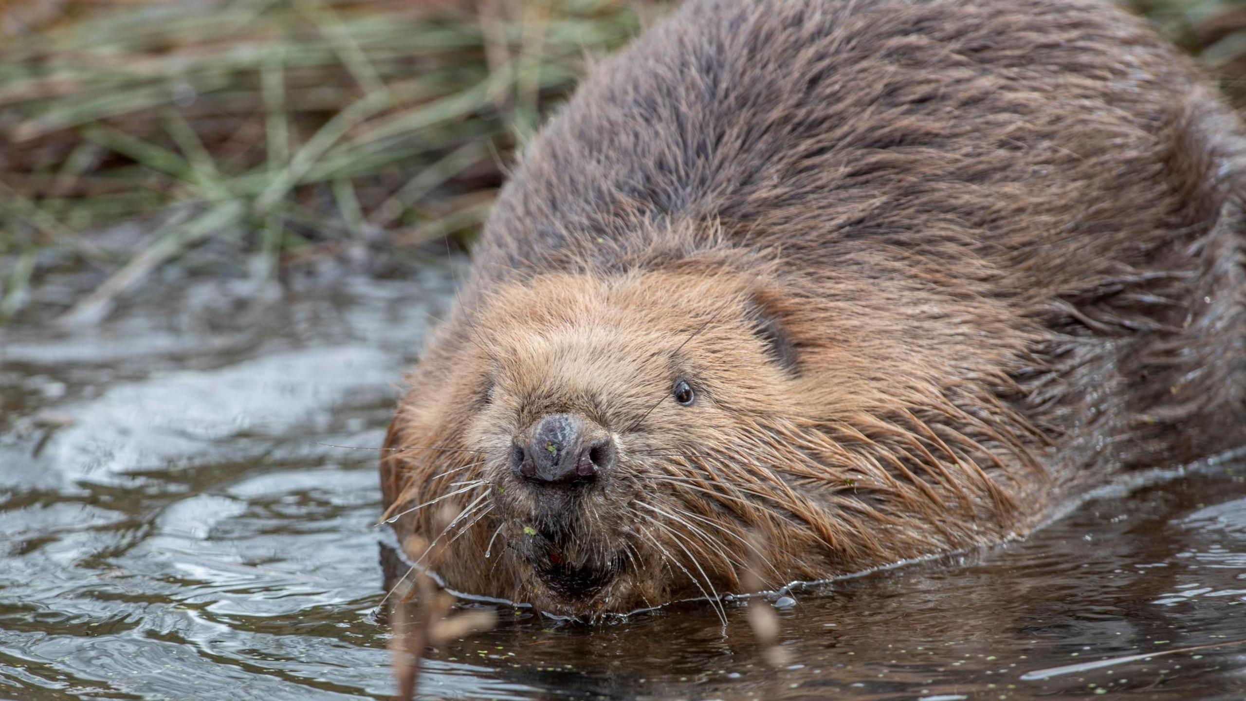 Beaver shot in face in Perthshire now raising a family - BBC News