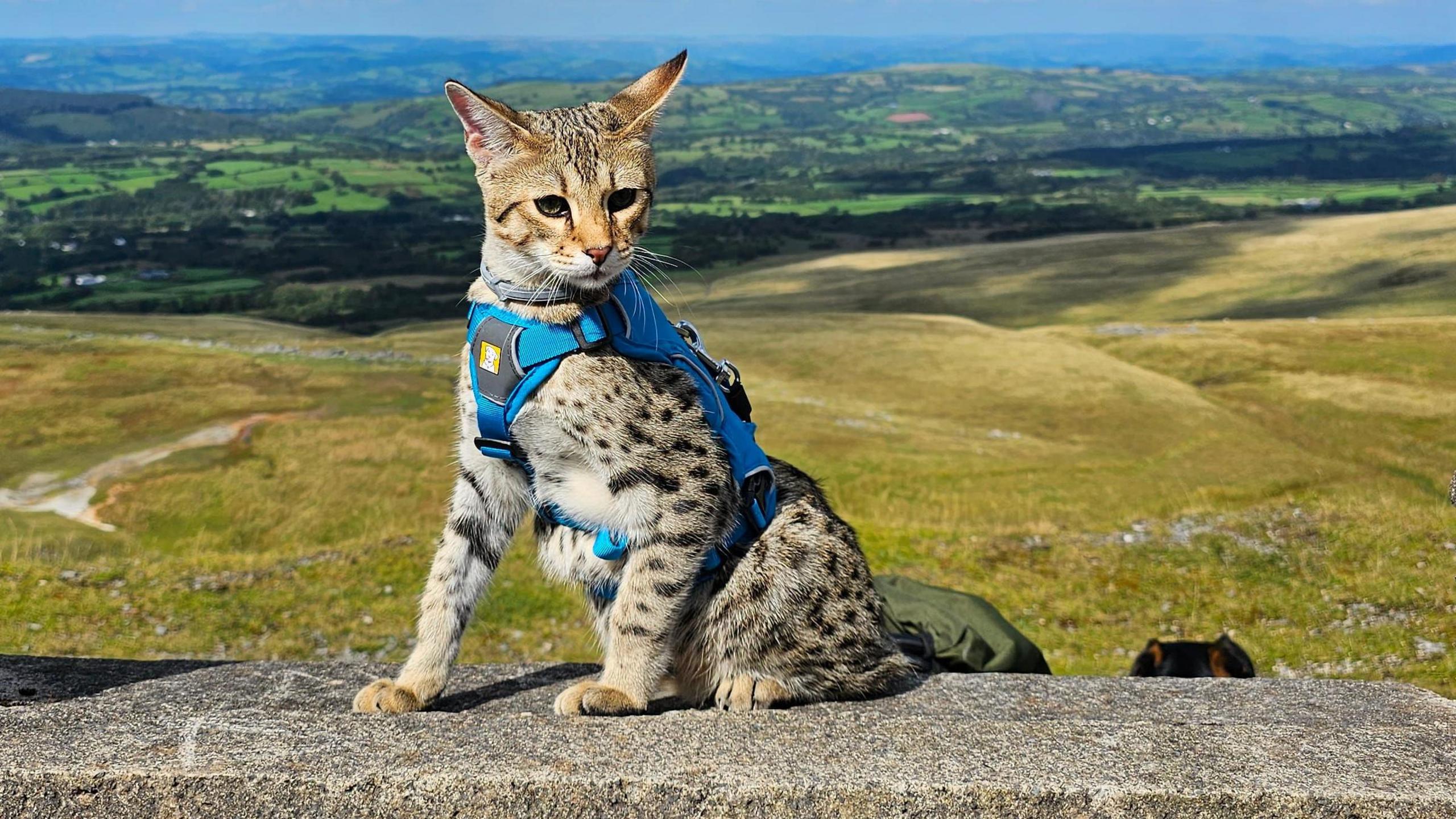 Cat walking - TikTok fad or good pet ownership? - BBC News
