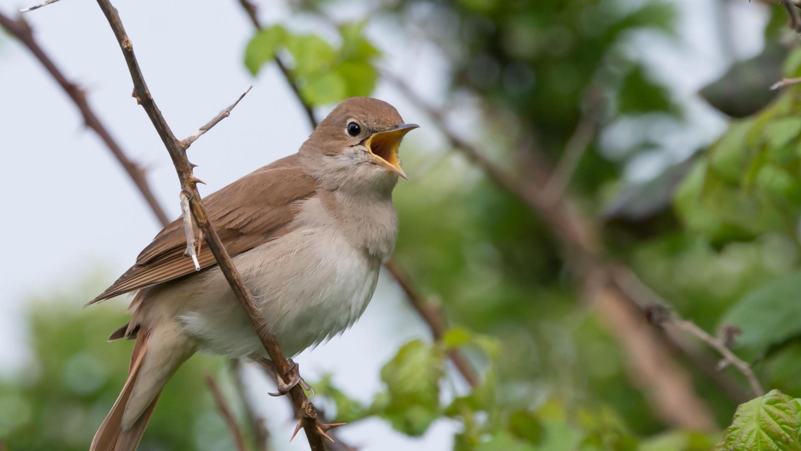 Rewilding at Knepp brings back birds, butterflies and bugs - BBC Newsround