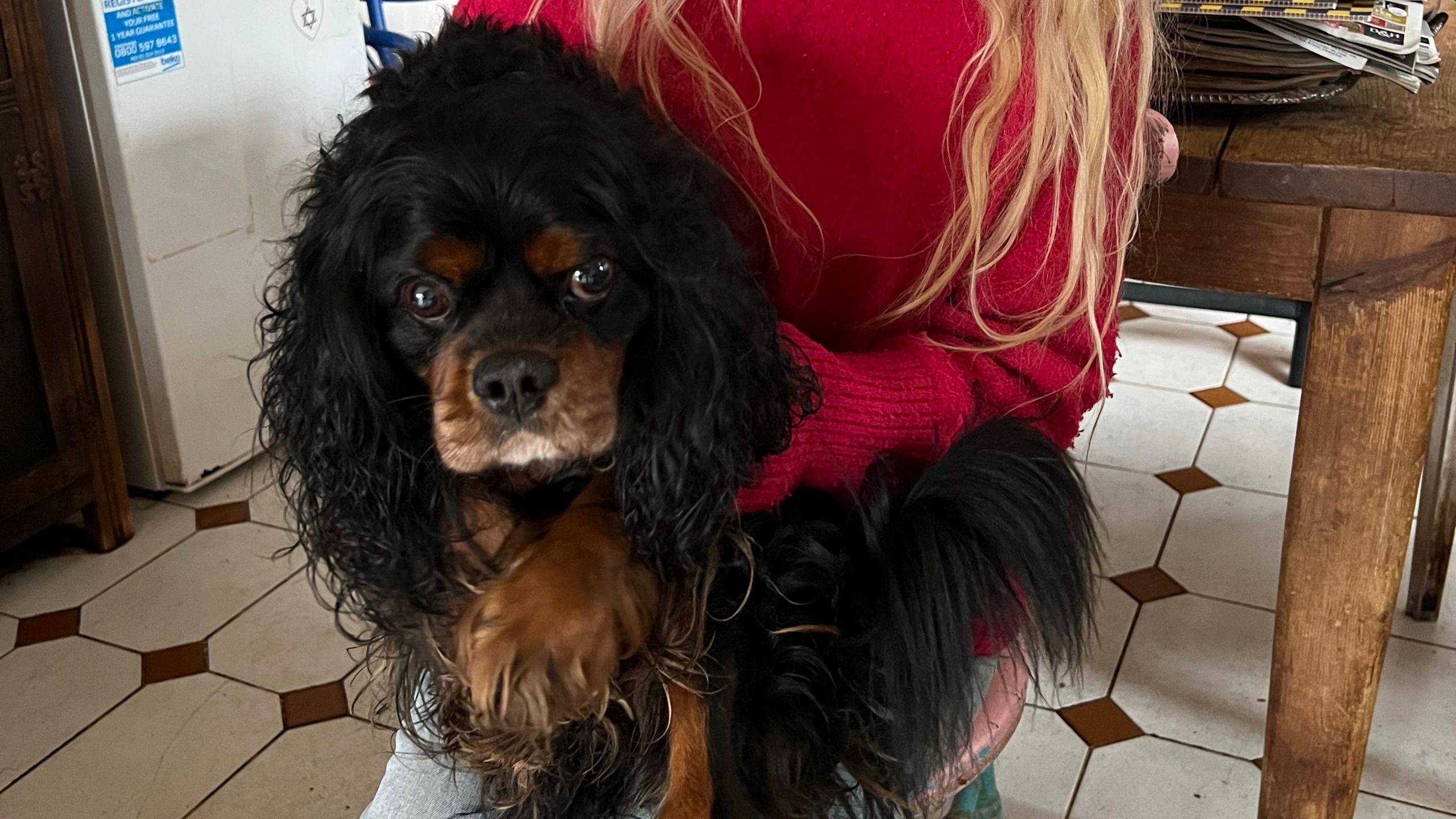 Owner says microchipped dog wrongly sent to pound - BBC News