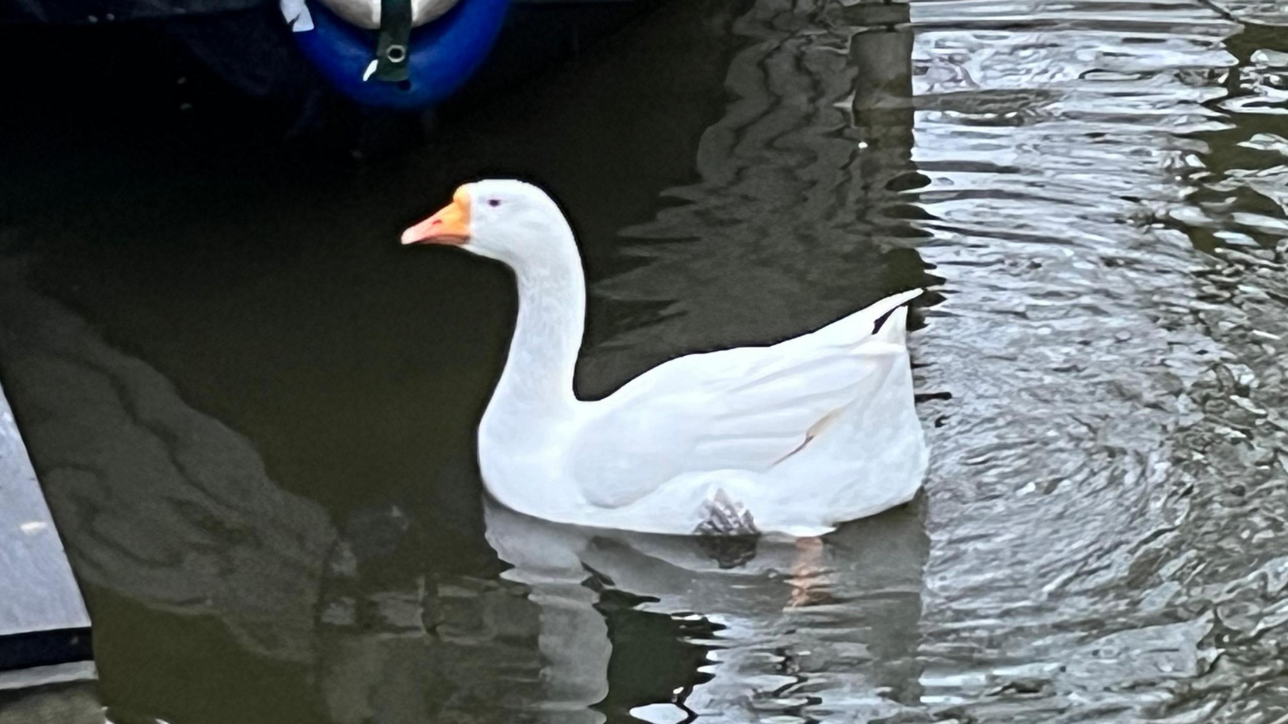 Pin of 'antisocial' March goose to be sold for charity - BBC News
