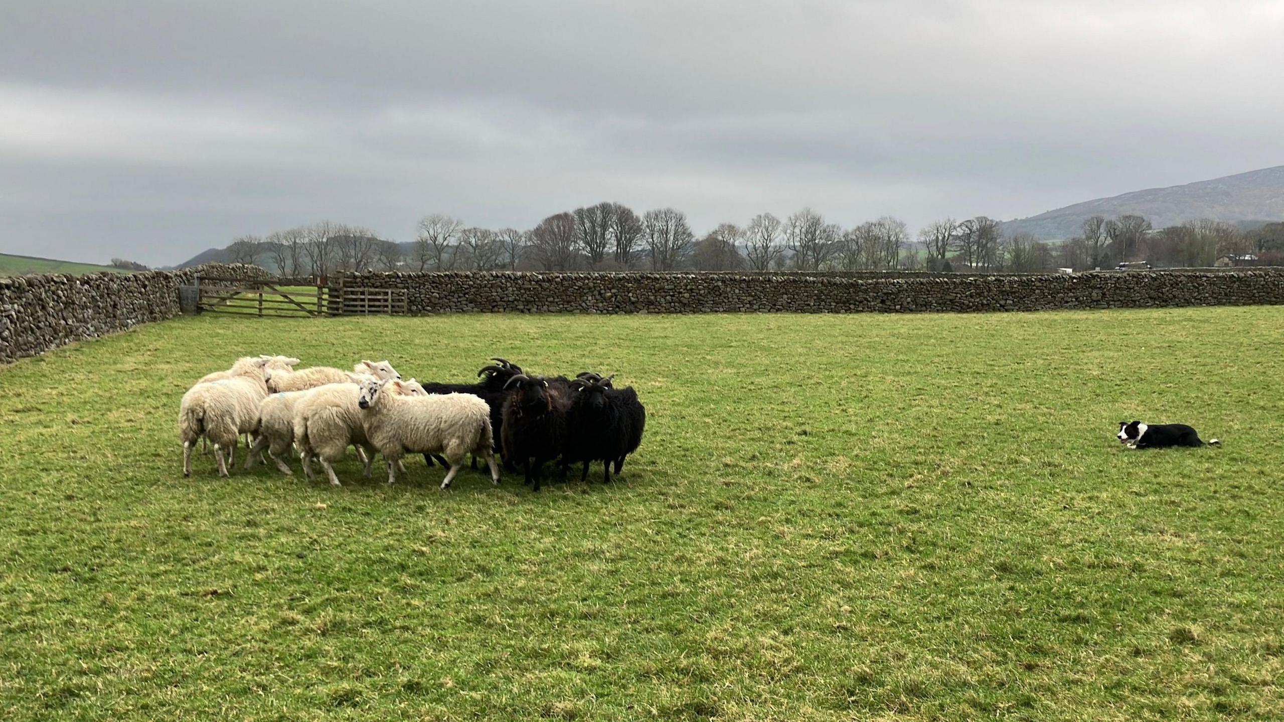 'We train people and their dogs to herd sheep' - BBC News