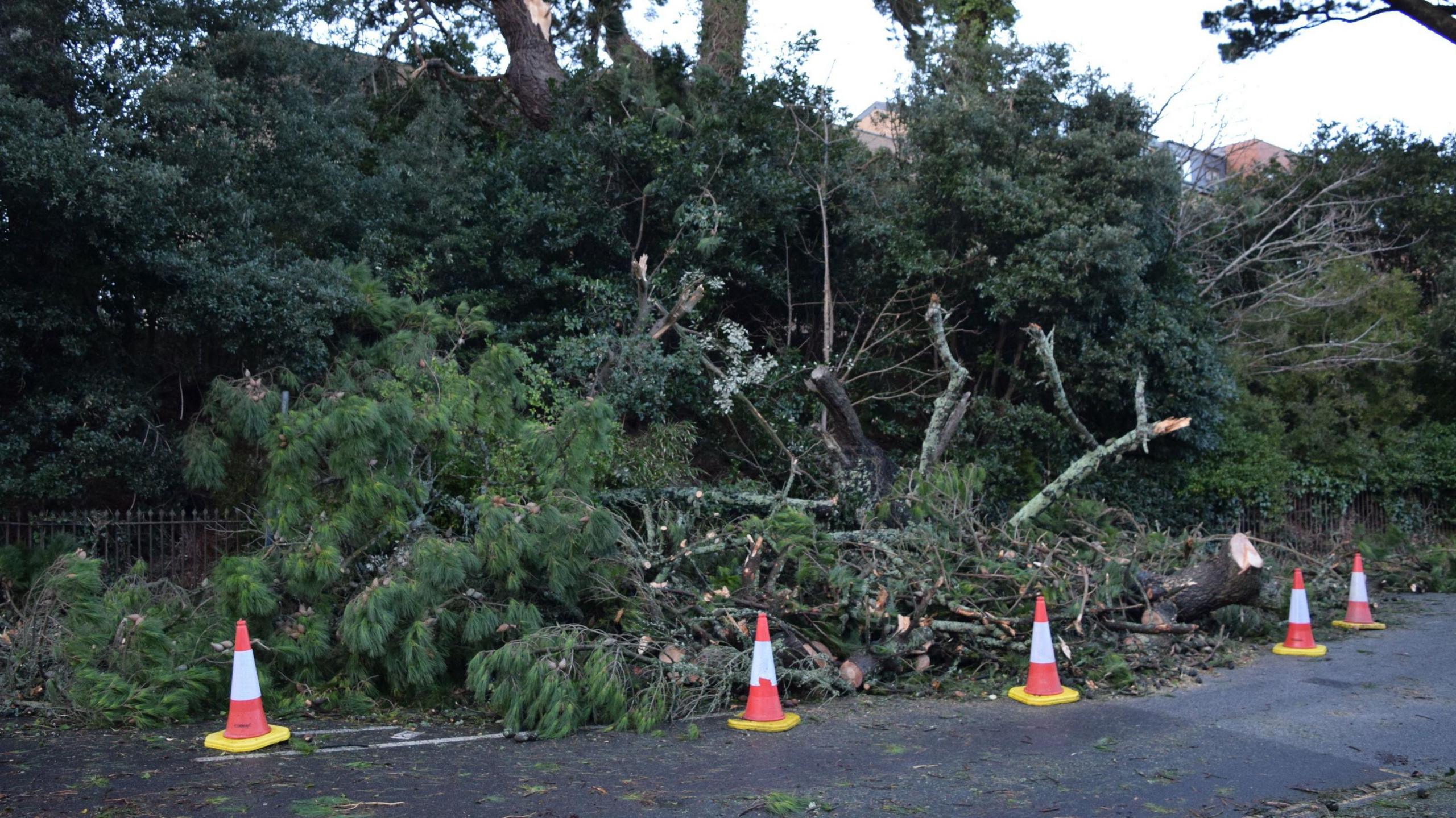Man dies in Cornwall as tree falls on caravan in Storm Goretti - BBC News