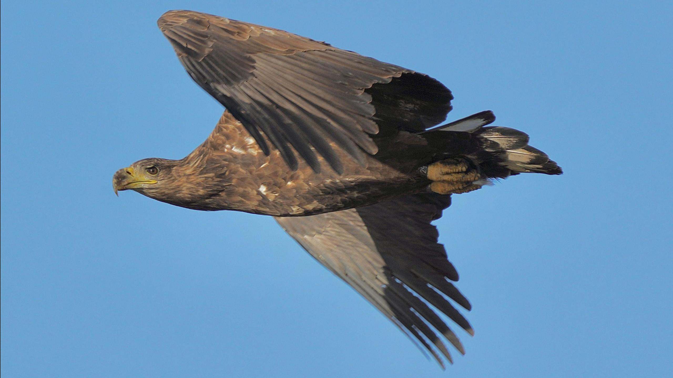 White-tailed eagle spotted exploring North East coast - BBC News