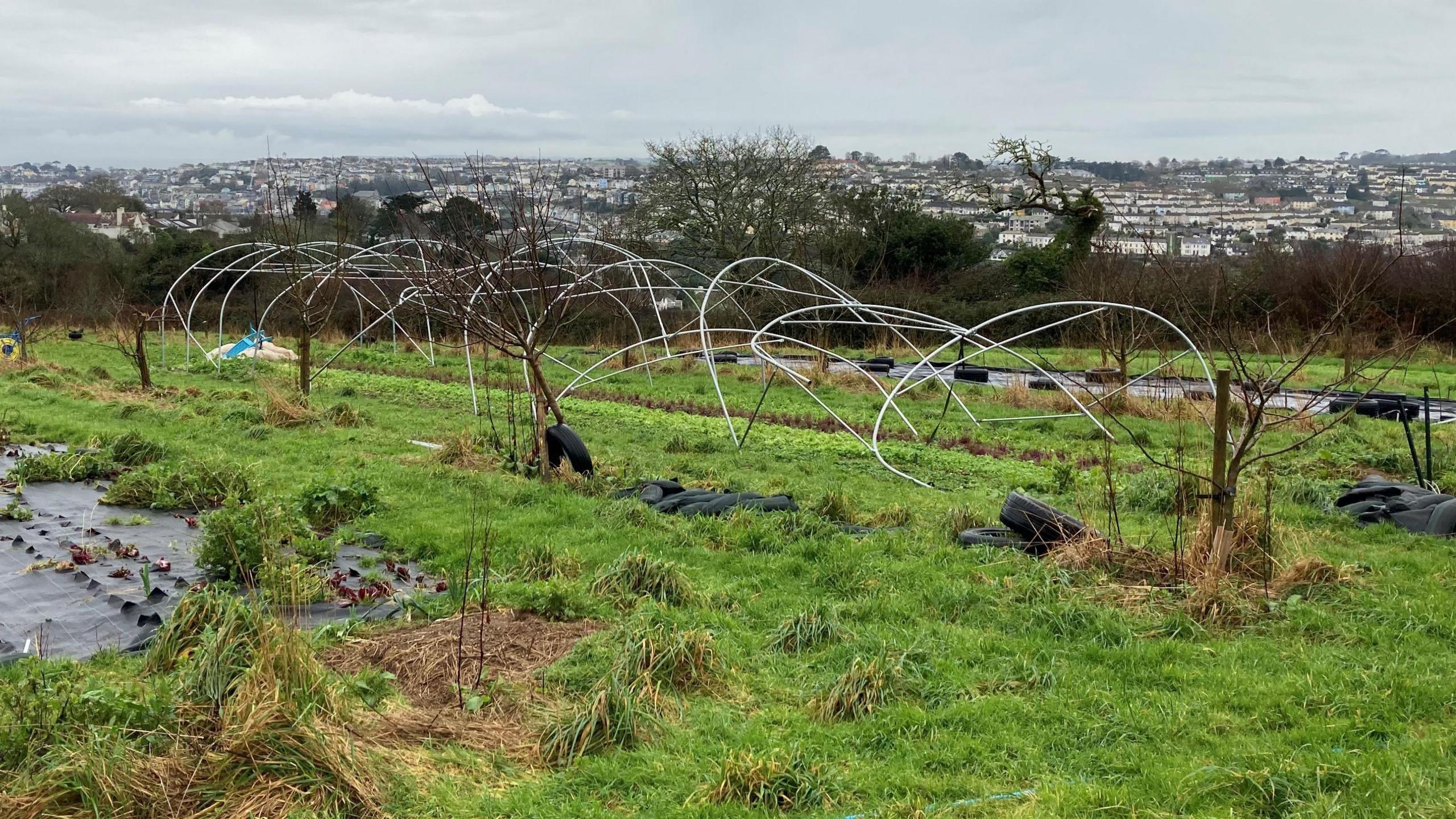 Cornish farm fighting back after Storm Goretti damage - BBC News